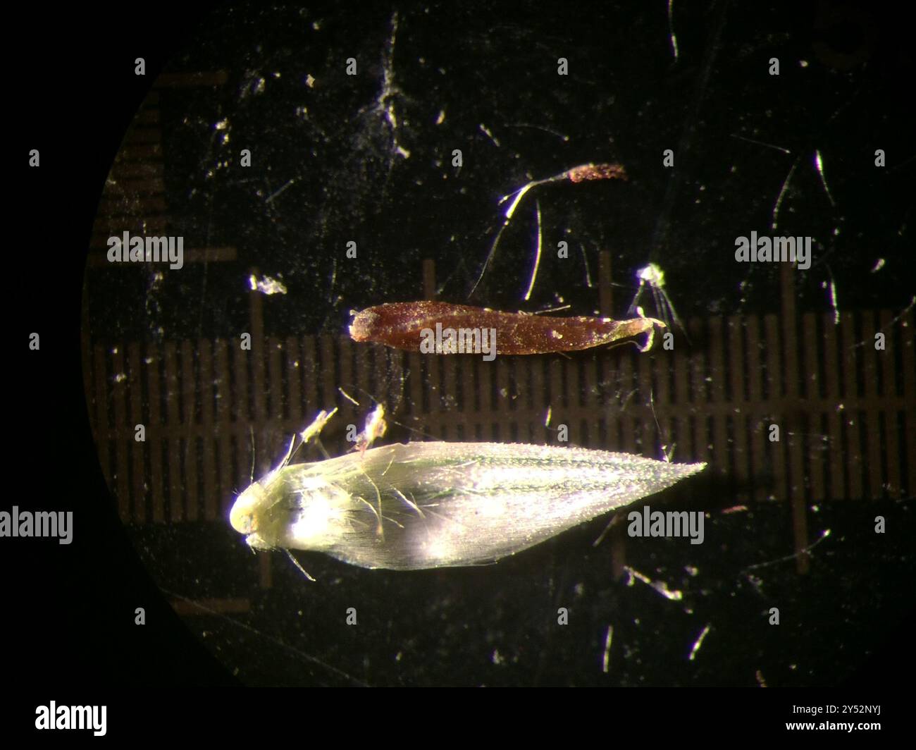 Slim-flower Muhly (Muhlenbergia tenuiflora) Plantae Stock Photo - Alamy