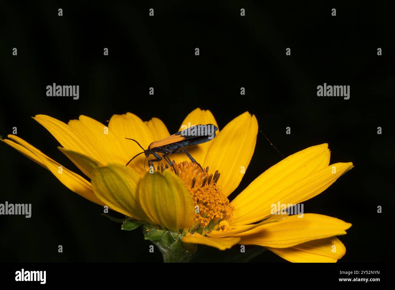 Black-and-yellow Lichen Moth (Lycomorpha pholus) Insecta Stock Photo ...
