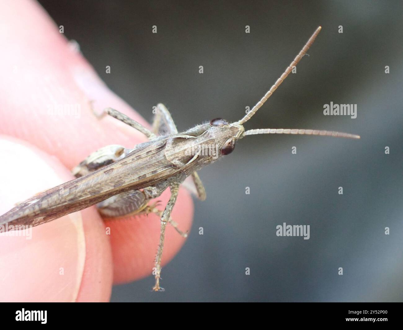 Bow-winged Grasshopper (Chorthippus biguttulus) Insecta Stock Photo - Alamy