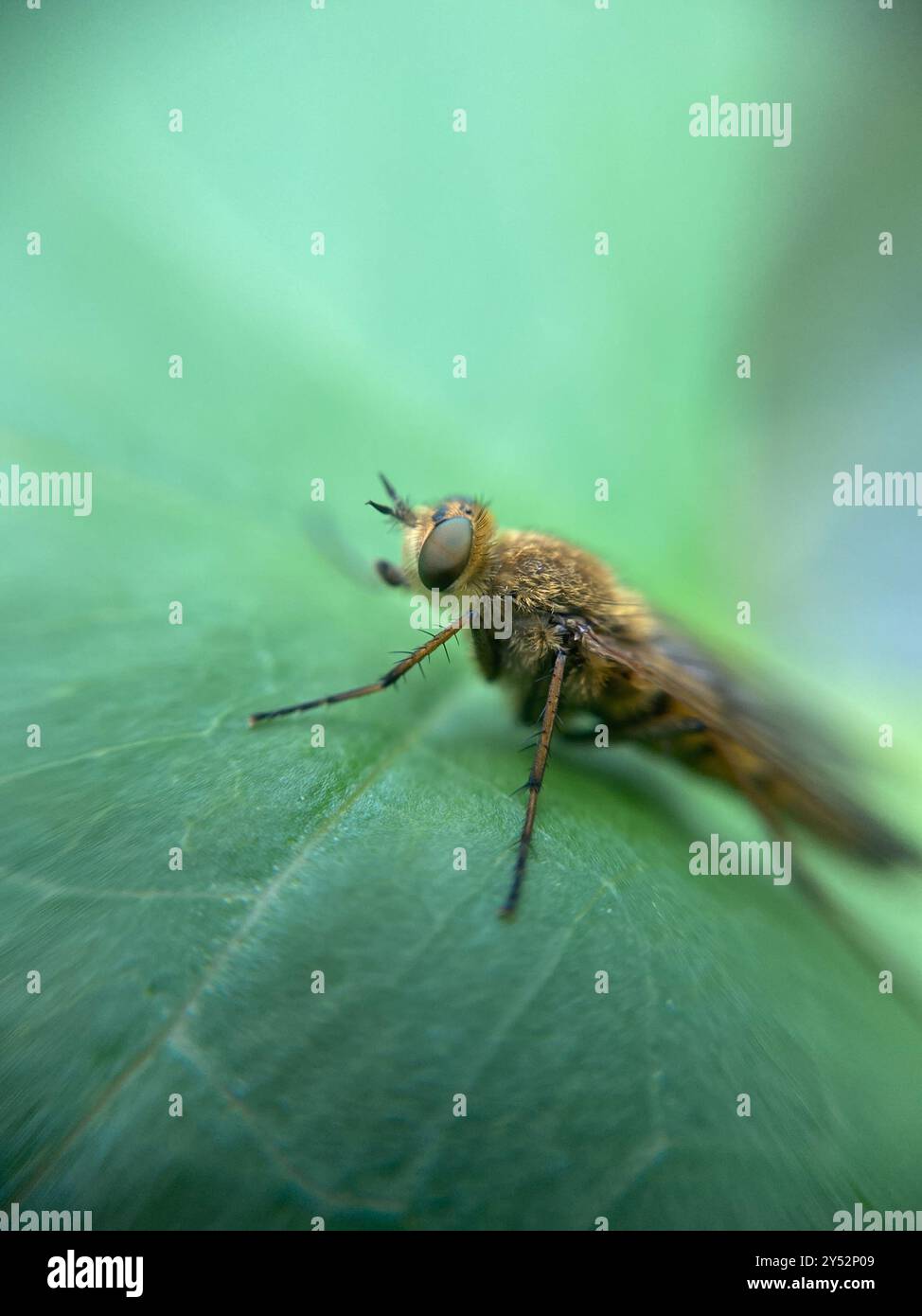 Common Stiletto (Thereva nobilitata) Insecta Stock Photo - Alamy