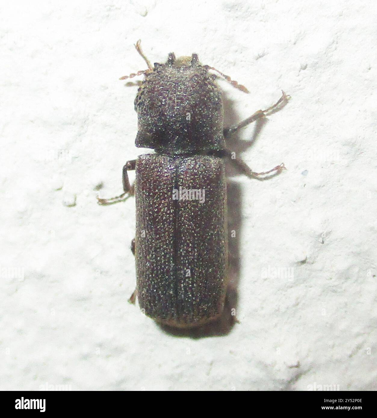 Boxwood Borer (Heterobostrychus brunneus) Insecta Stock Photo - Alamy