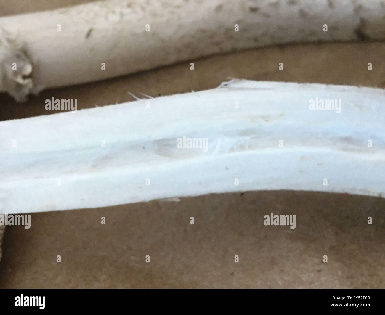 Hated Caesar (Amanita spreta) Fungi Stock Photo - Alamy