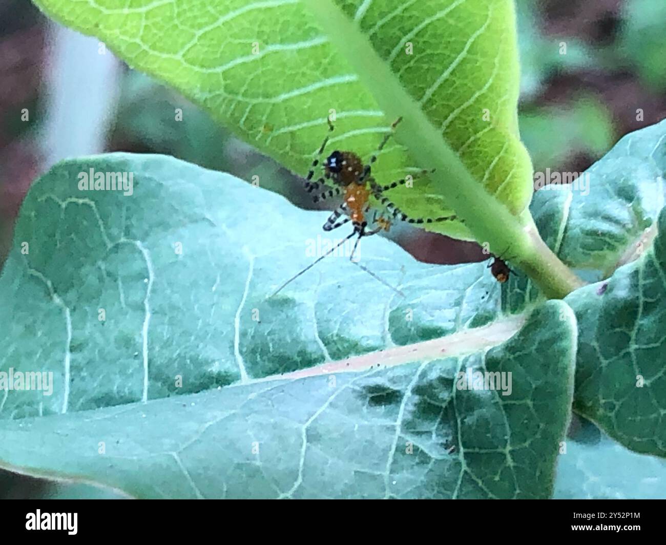 Ringed Assassin Bug (Pselliopus cinctus) Insecta Stock Photo - Alamy