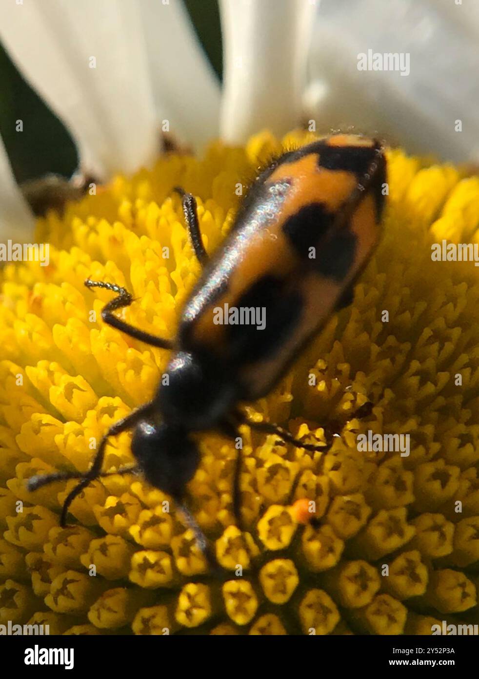 Northern Blisterbeetles (Mylabris) Insecta Stock Photo - Alamy