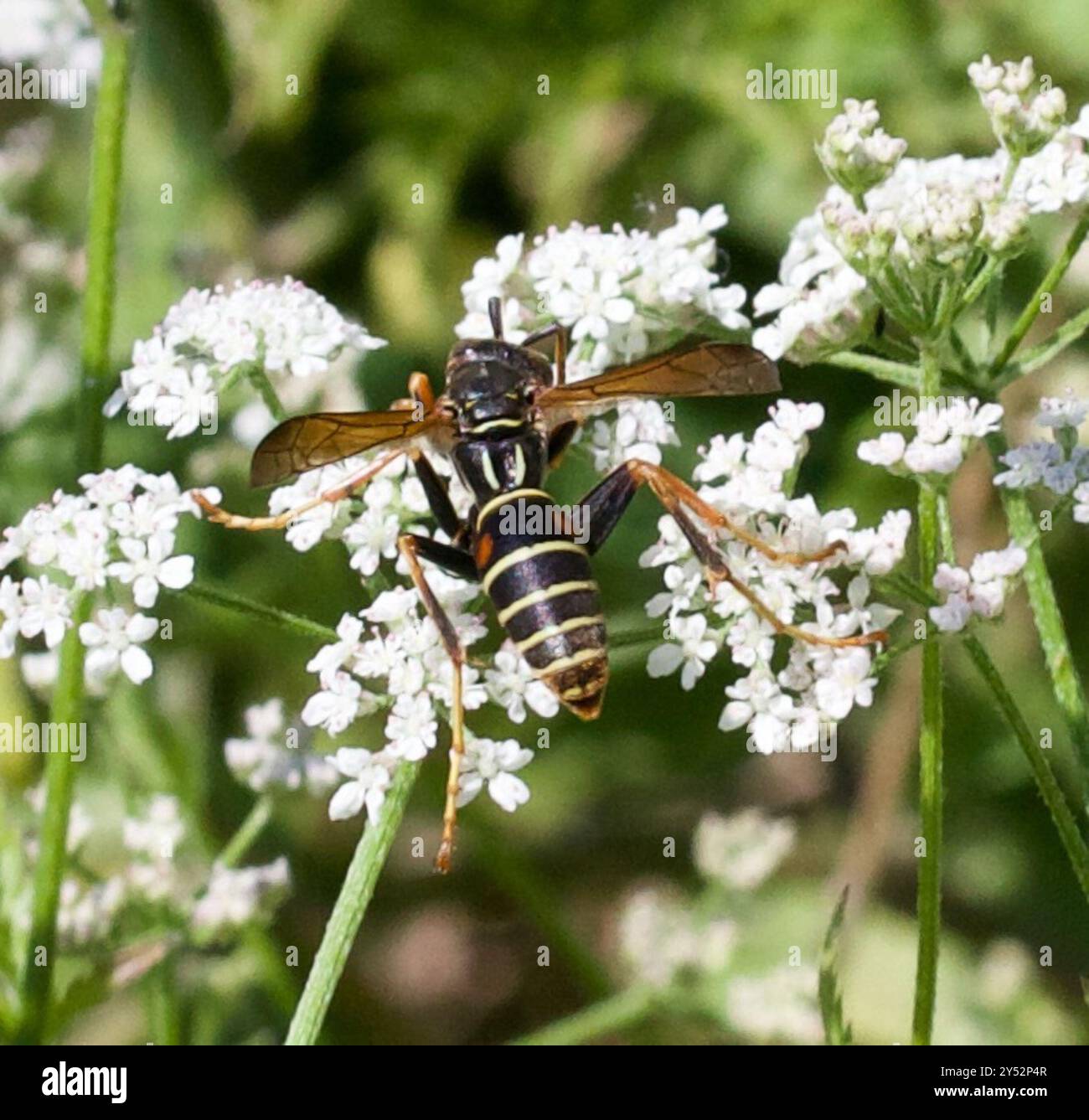 Northern Paper Wasp (Polistes fuscatus) Insecta Stock Photo - Alamy