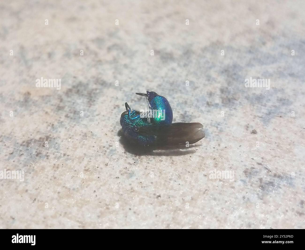 Metallic Bluish-green Cuckoo Wasp (Chrysis angolensis) Insecta Stock ...