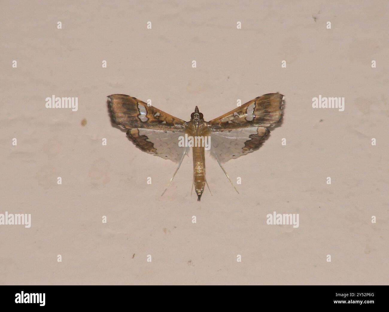 Mung Bean Moth (Maruca vitrata) Insecta Stock Photo - Alamy