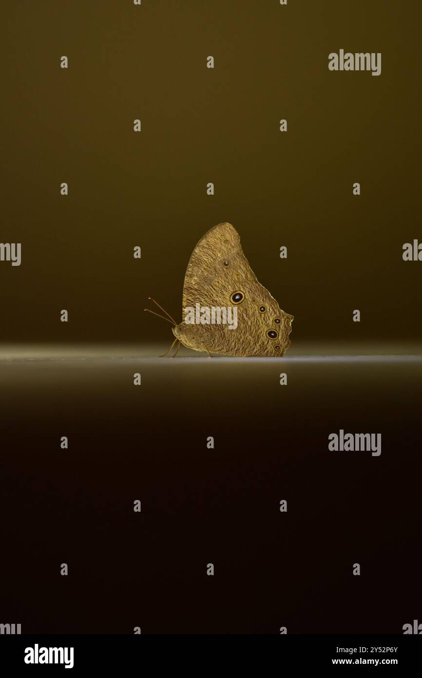 Common Evening Brown (Melanitis leda) Insecta Stock Photo - Alamy