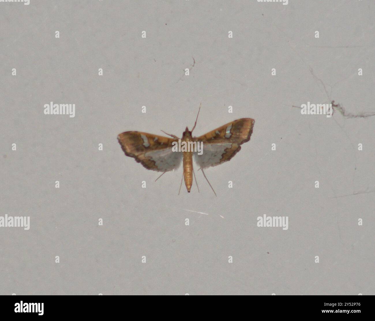 Mung Bean Moth (Maruca vitrata) Insecta Stock Photo - Alamy