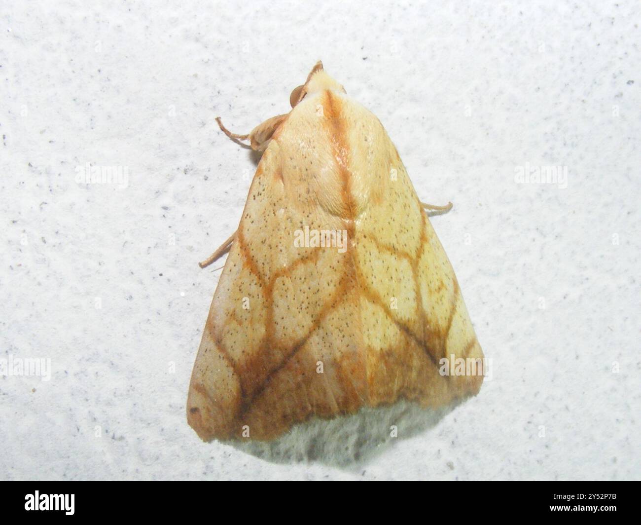 Transverse moth hi-res stock photography and images - Alamy