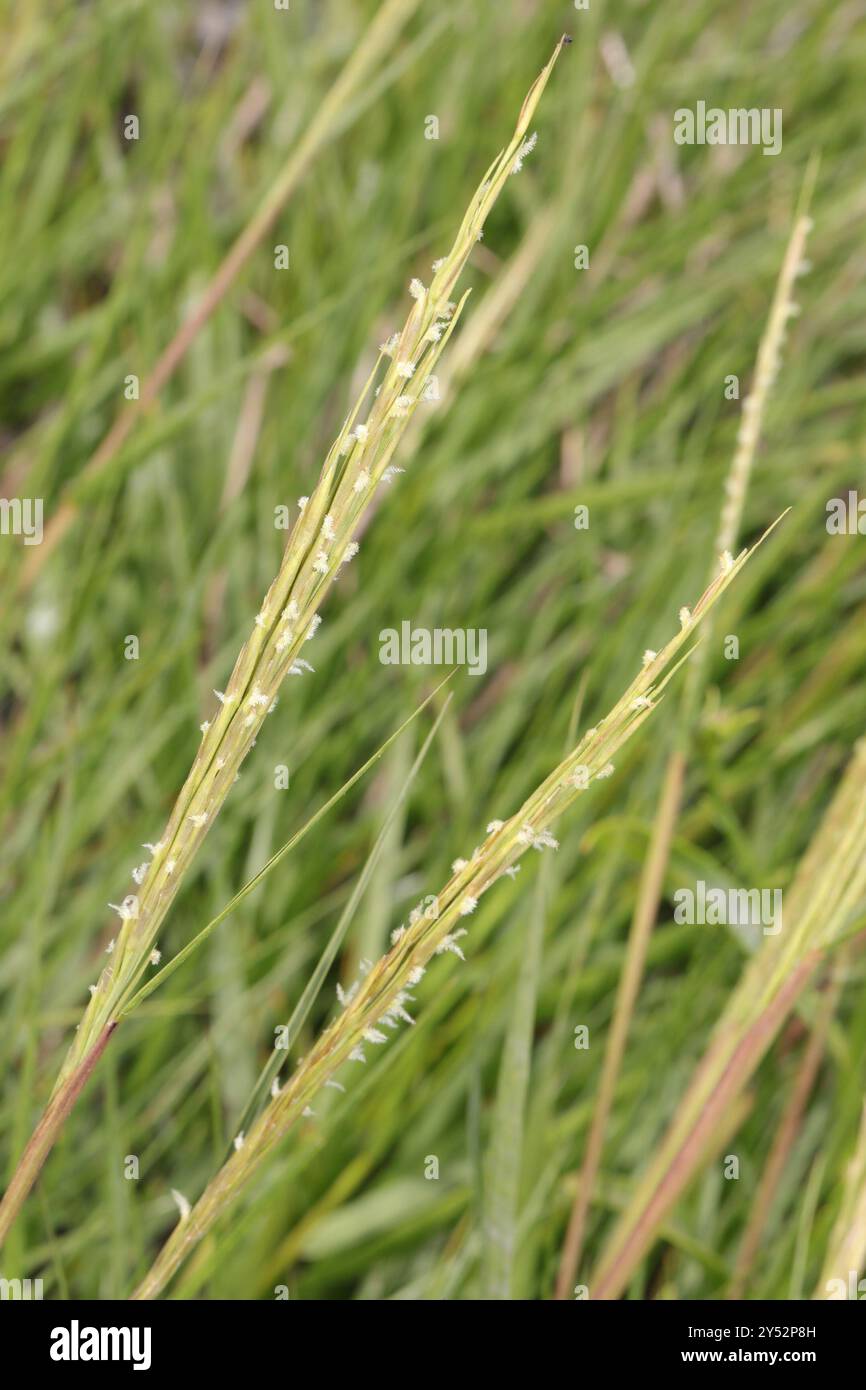 common cordgrass (Sporobolus anglicus) Plantae Stock Photo - Alamy