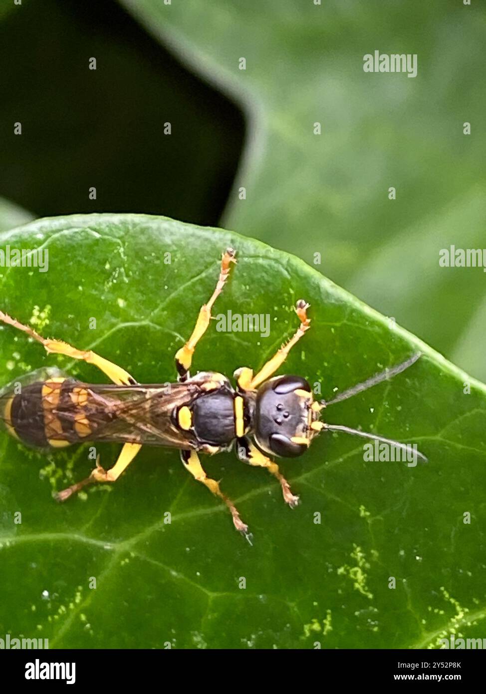 Field digger wasp (Mellinus arvensis) Insecta Stock Photo - Alamy