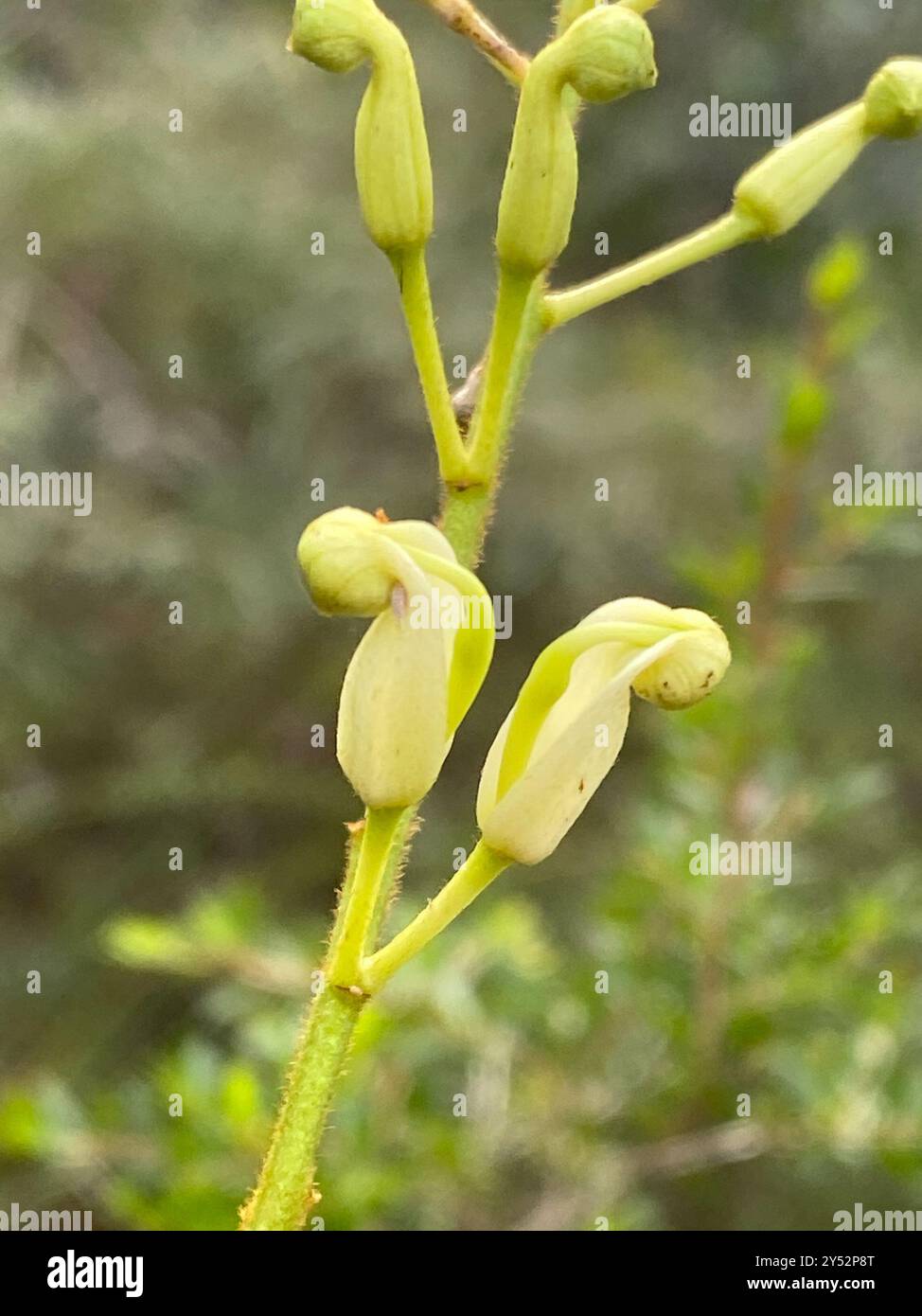 Crinkle Bush (Lomatia silaifolia) Plantae Stock Photo - Alamy