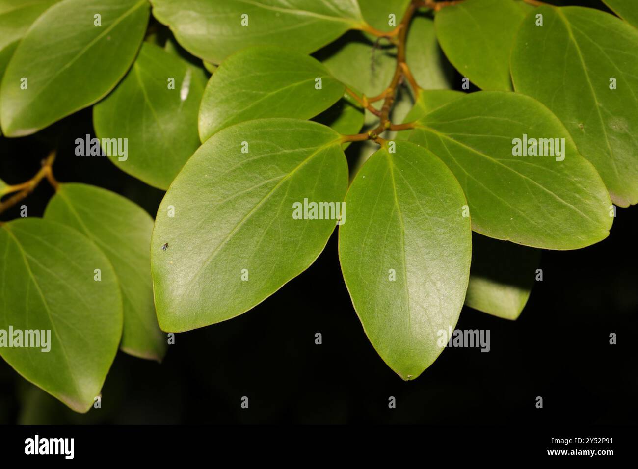 New Zealand Broadleaf (Griselinia littoralis) Plantae Stock Photo - Alamy