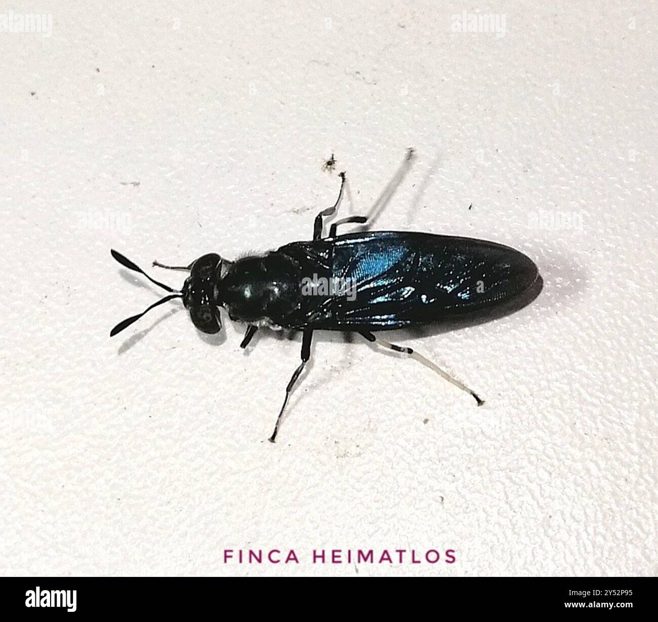 Black Soldier Fly (Hermetia illucens) Insecta Stock Photo - Alamy