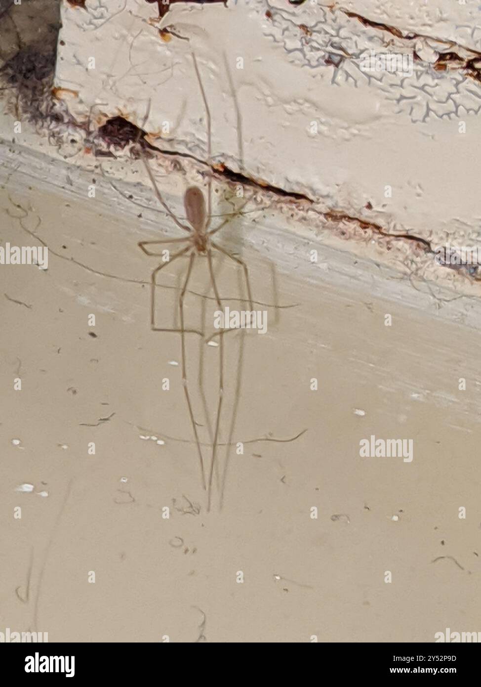 Common Cellar Spiders (Pholcus) Arachnida Stock Photo - Alamy