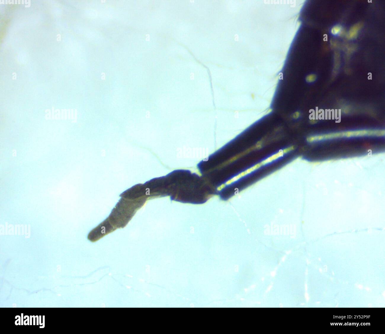 White-footed Woods Mosquito (Psorophora ferox) Insecta Stock Photo - Alamy
