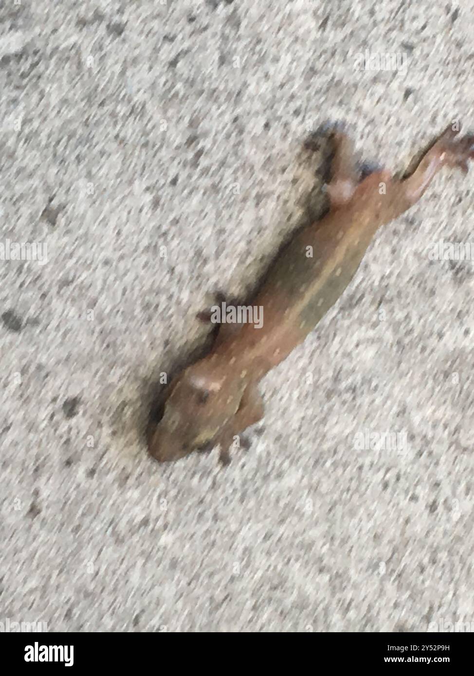 Common Four-clawed Gecko (Gehyra mutilata) Reptilia Stock Photo - Alamy