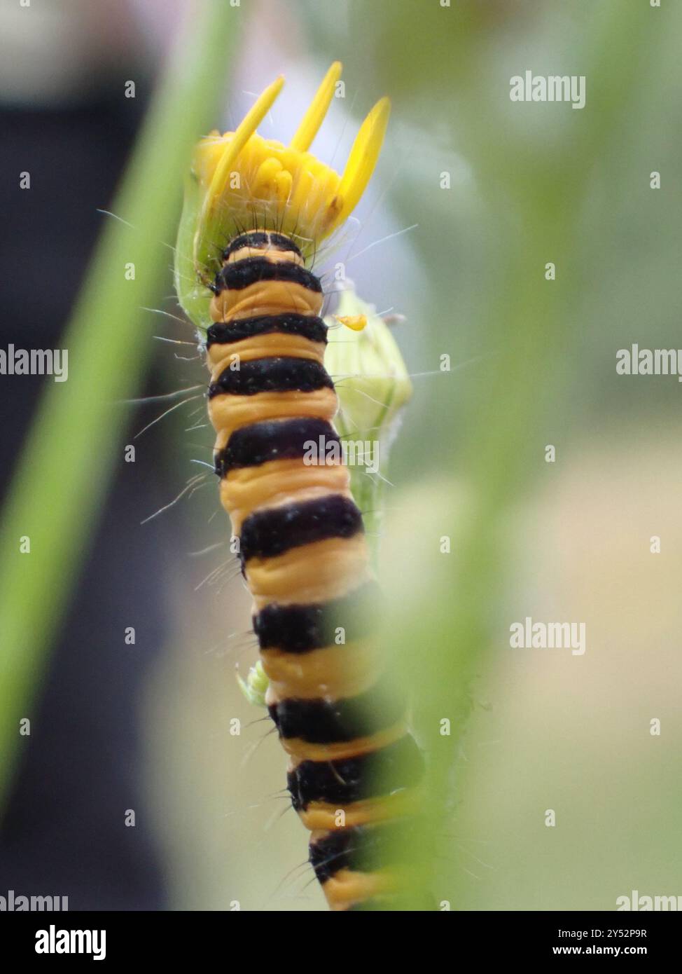 Cinnabar moth (Tyria jacobaeae) Insecta Stock Photo - Alamy