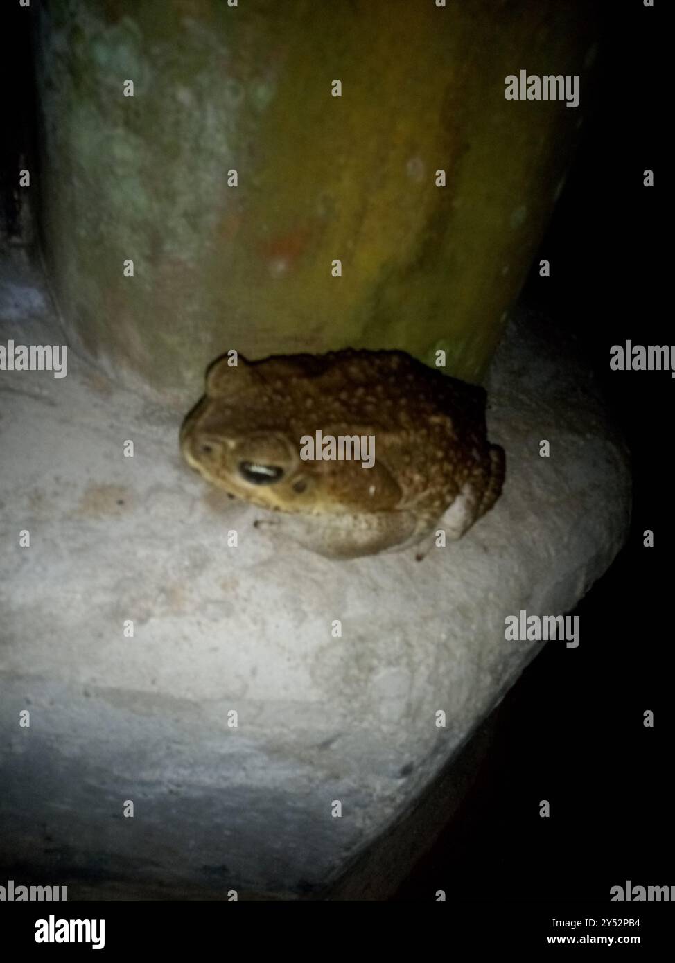 Giant Toad (Rhinella horribilis) Amphibia Stock Photo - Alamy