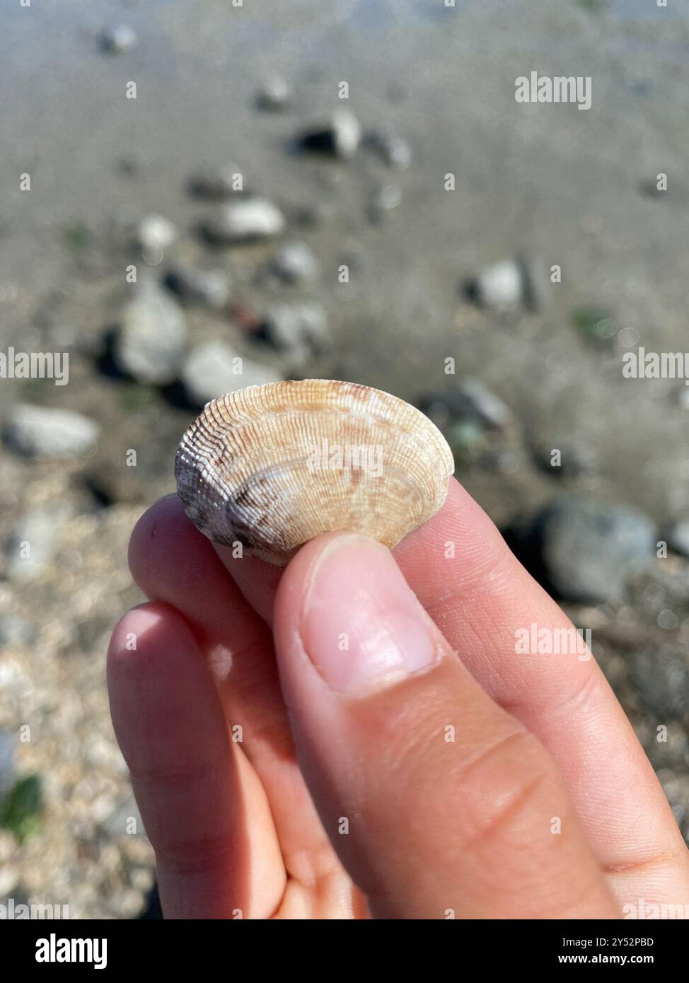 Japanese Littleneck (Ruditapes philippinarum) Mollusca Stock Photo - Alamy