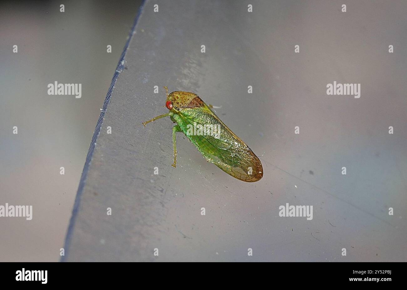 Iassus lanio leafhopper hi-res stock photography and images - Alamy
