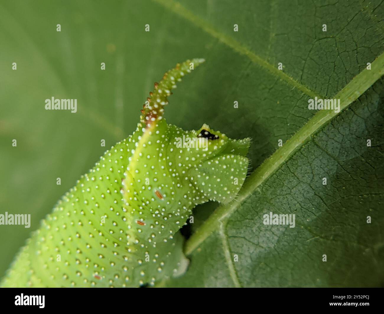 Walnut Sphinx (Amorpha juglandis) Insecta Stock Photo - Alamy