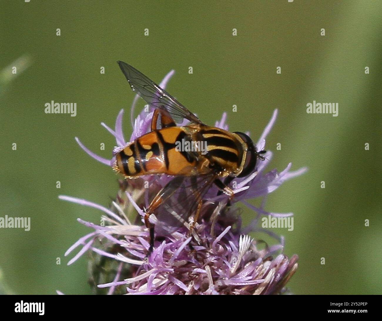 Sun Fly (Helophilus pendulus) Insecta Stock Photo - Alamy