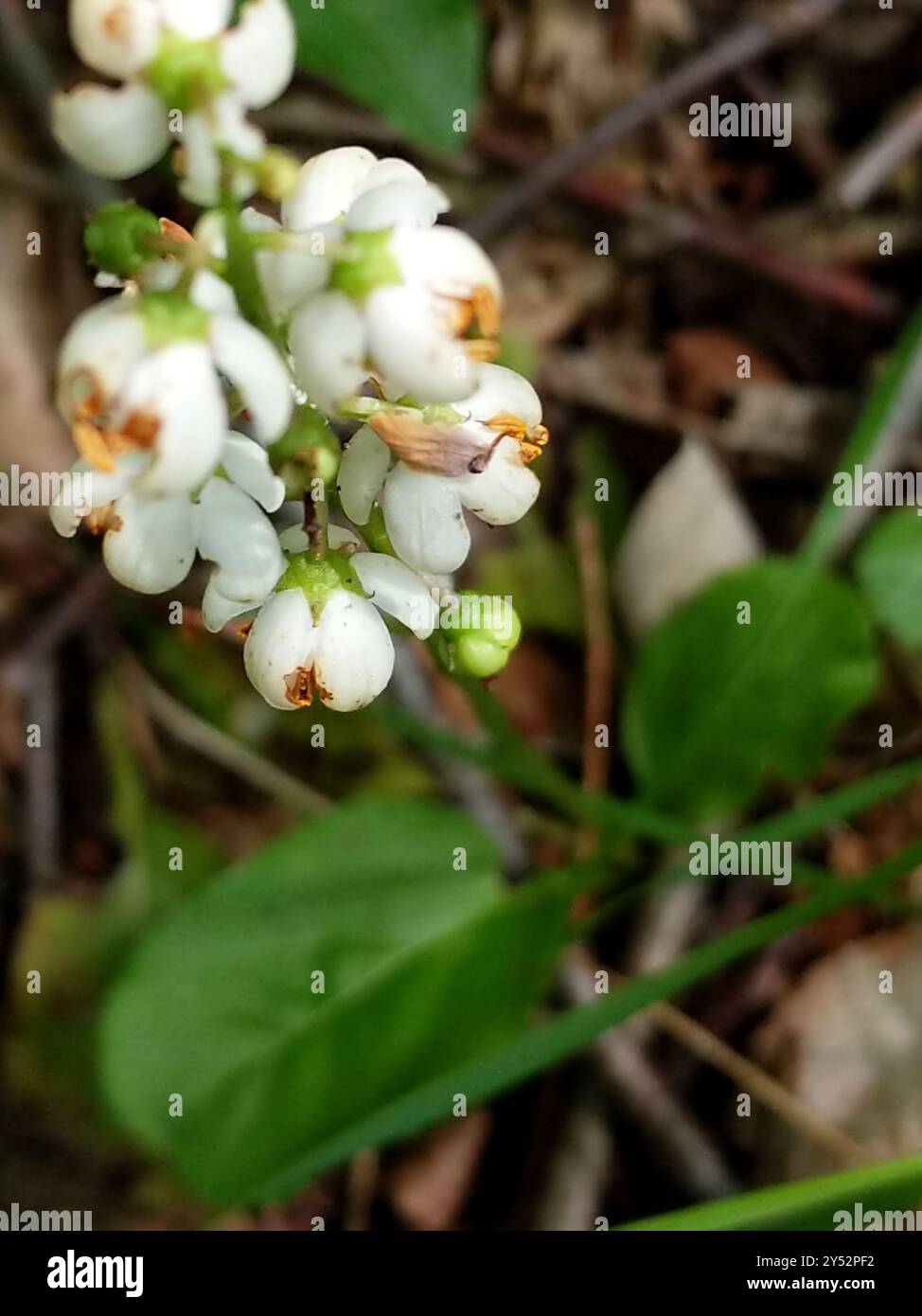 shinleaf (Pyrola elliptica) Plantae Stock Photo - Alamy