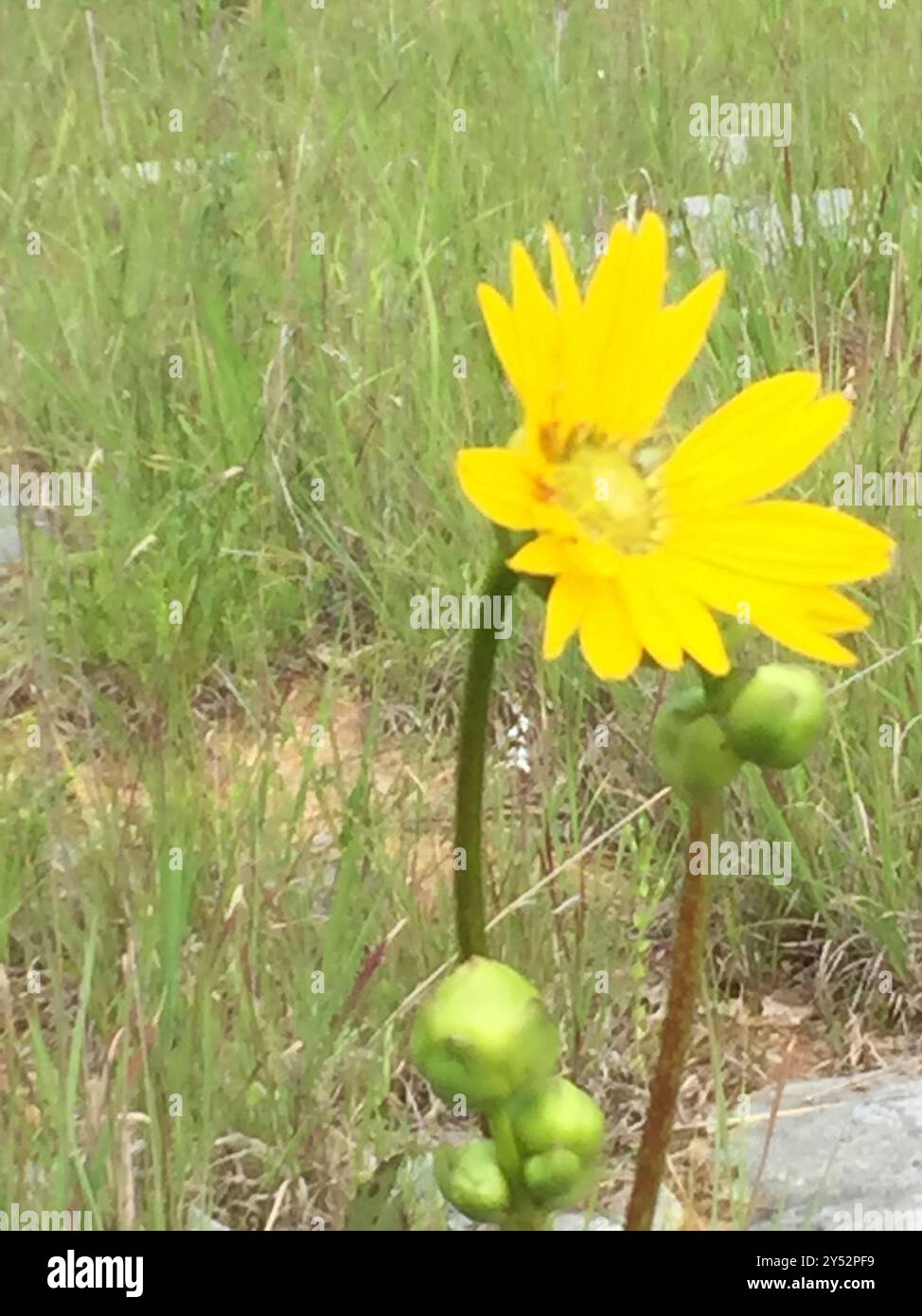 prairie dock (Silphium terebinthinaceum) Plantae Stock Photo - Alamy