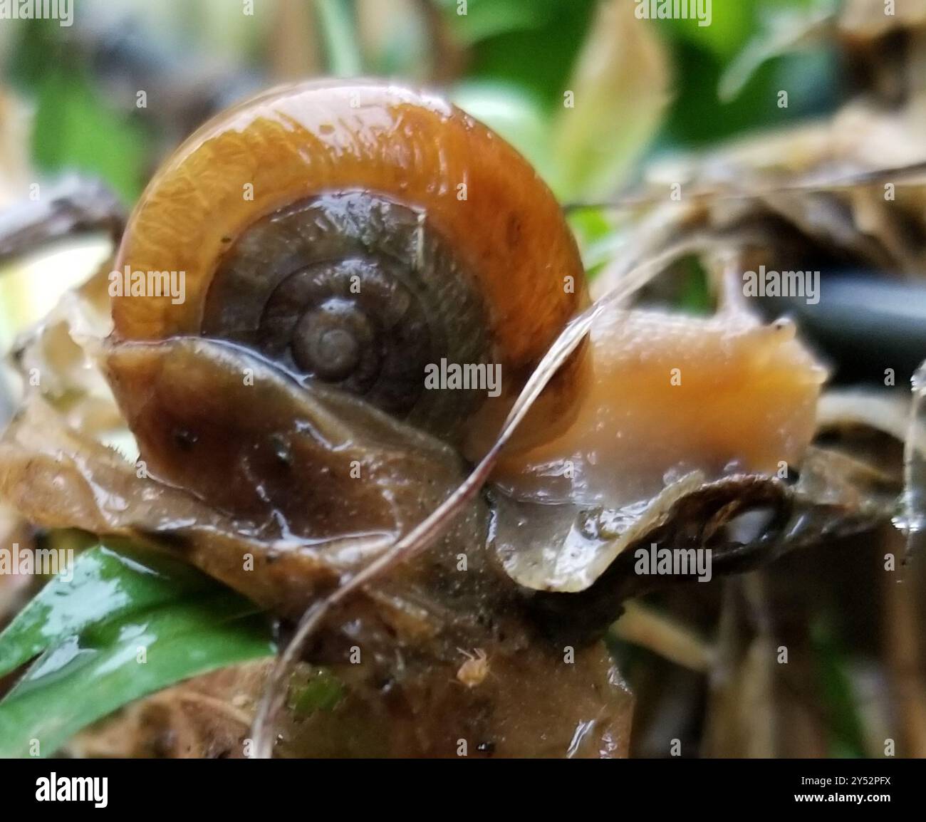 Gastropods (Gastropoda) Mollusca Stock Photo - Alamy