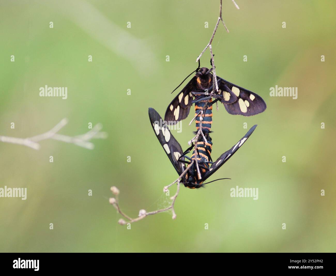 sandalwood defoliator (Amata passalis) Insecta Stock Photo - Alamy