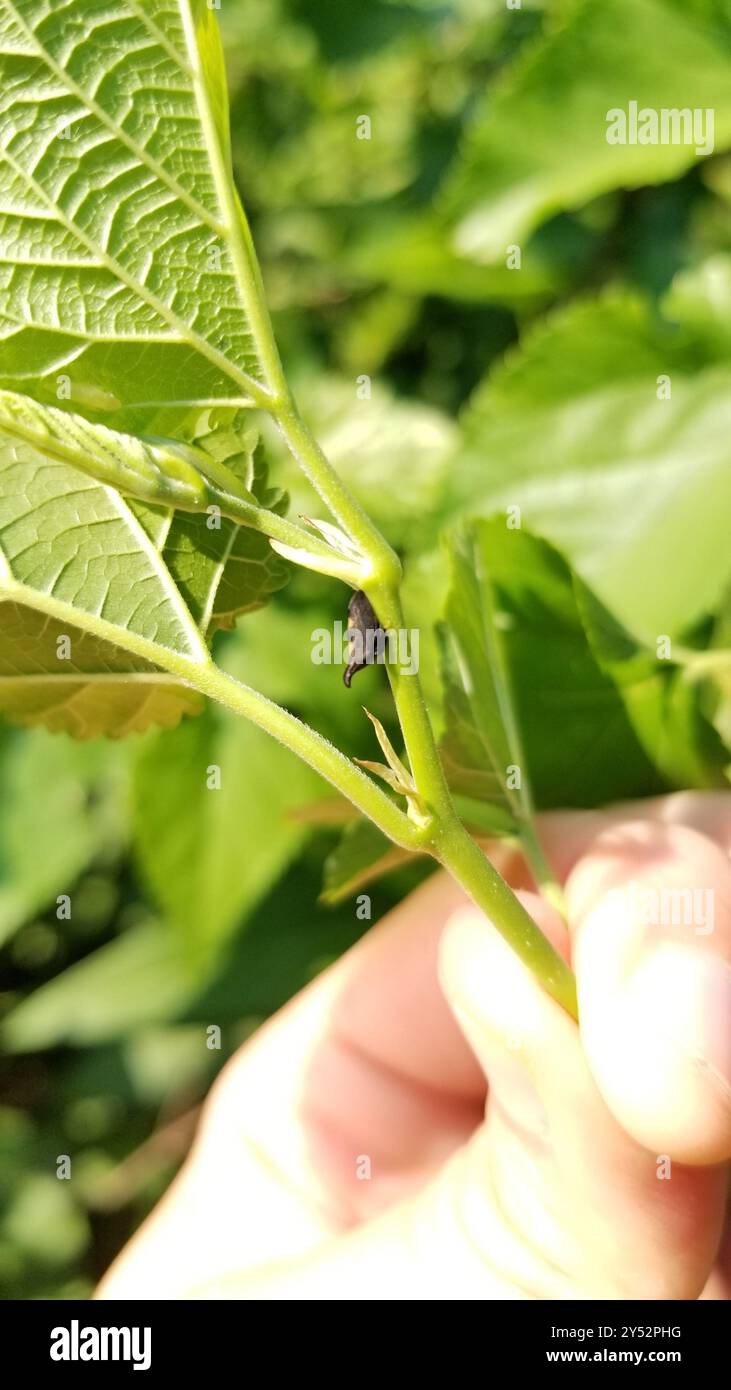 Two-marked Treehopper Complex (Enchenopa binotata) Insecta Stock Photo ...