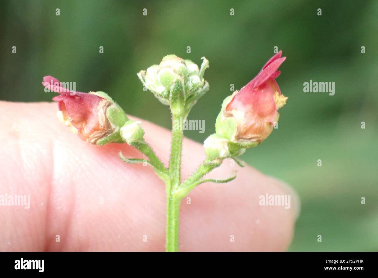 Water Figwort (Scrophularia auriculata) Plantae Stock Photo - Alamy