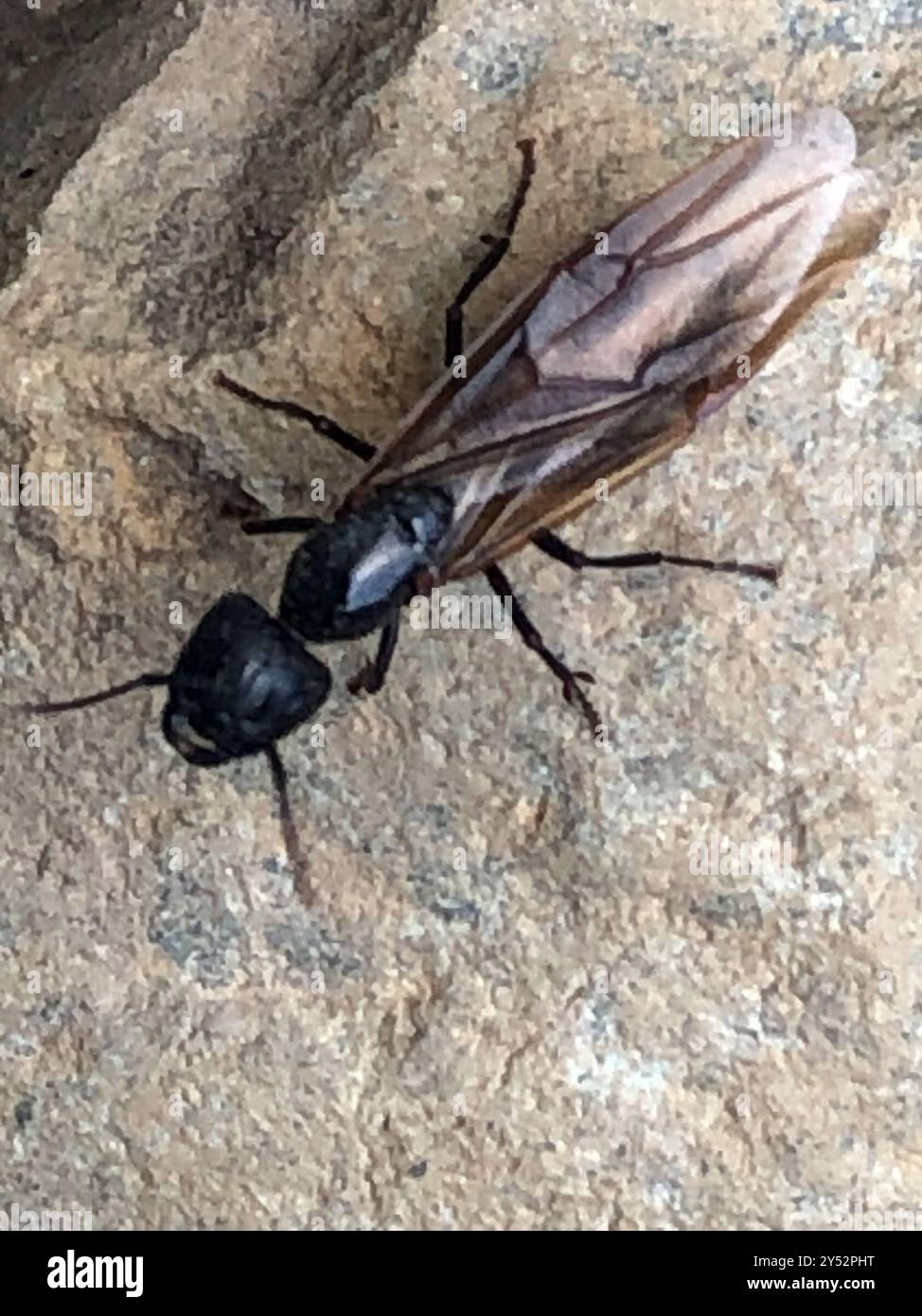 Eastern Black Carpenter Ant (Camponotus pennsylvanicus) Insecta Stock ...