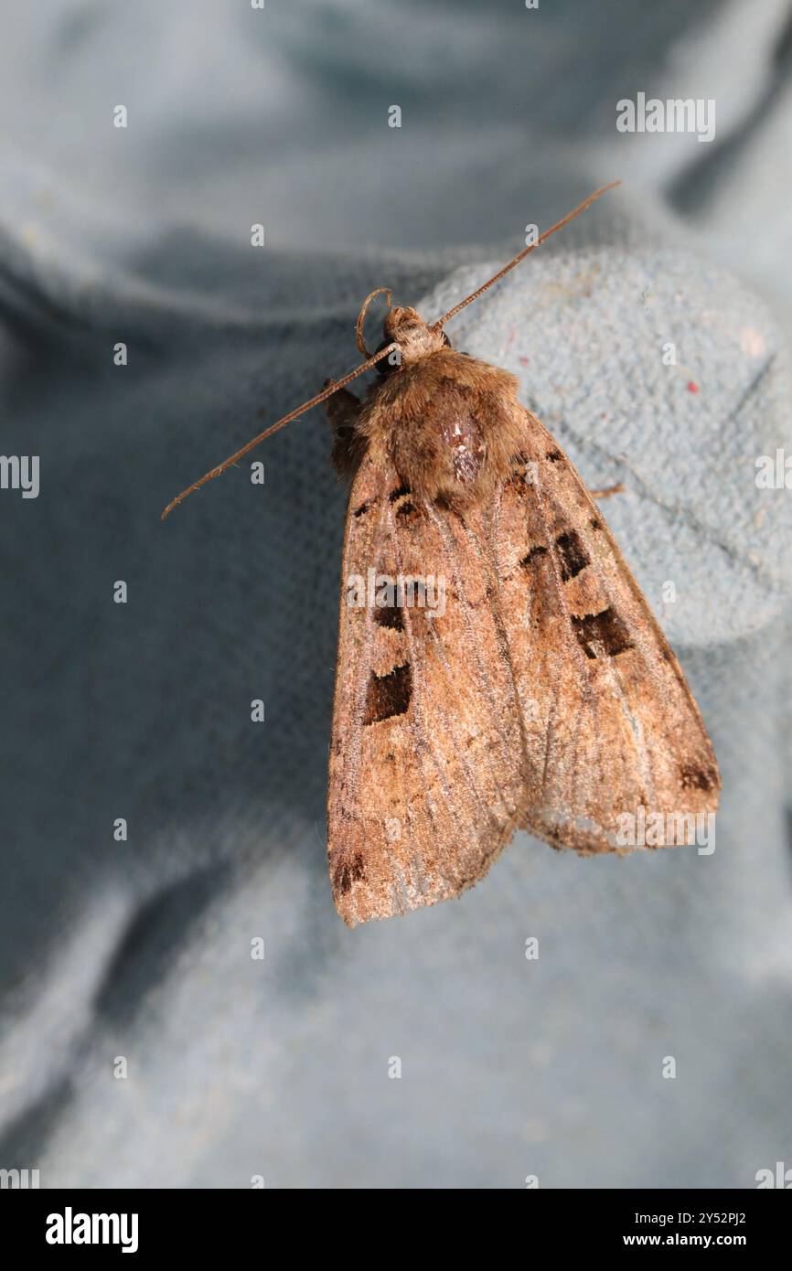 Double Square-spot (Xestia triangulum) Insecta Stock Photo - Alamy