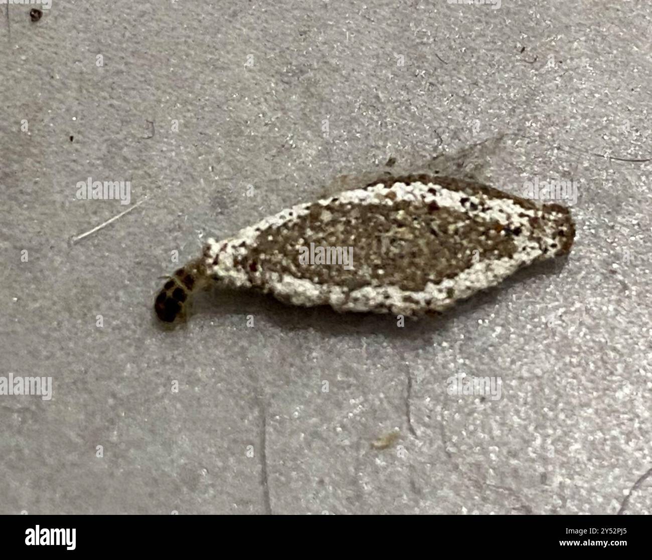 Phereoeca hi-res stock photography and images - Alamy