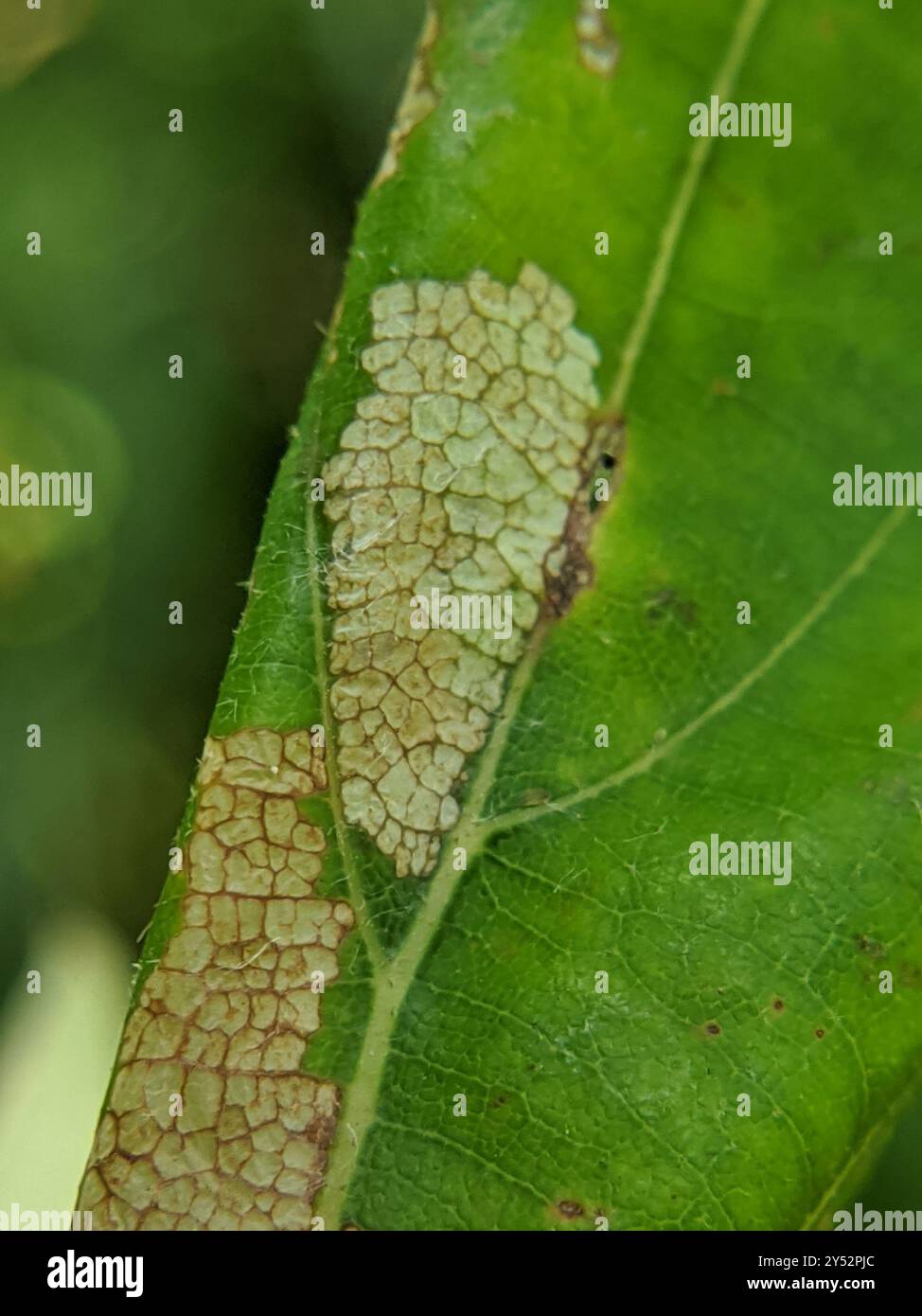 Insects (Insecta) Insecta Stock Photo - Alamy