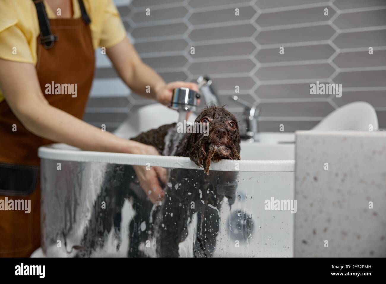 Cute fluffy dog getting hygiene shower at pet salon Stock Photo - Alamy