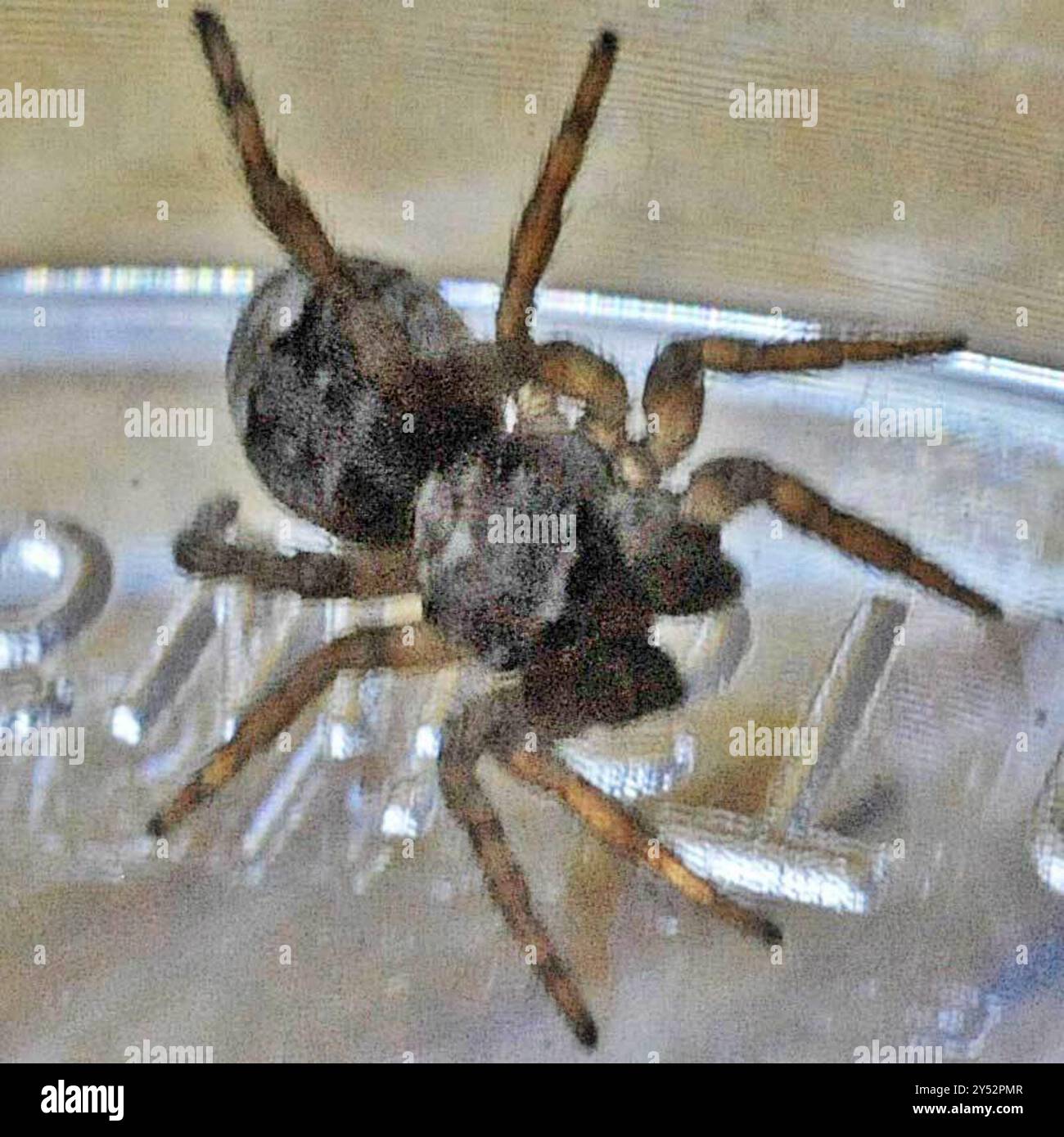 Asiatic Wall Jumping Spider (Attulus fasciger) Arachnida Stock Photo ...