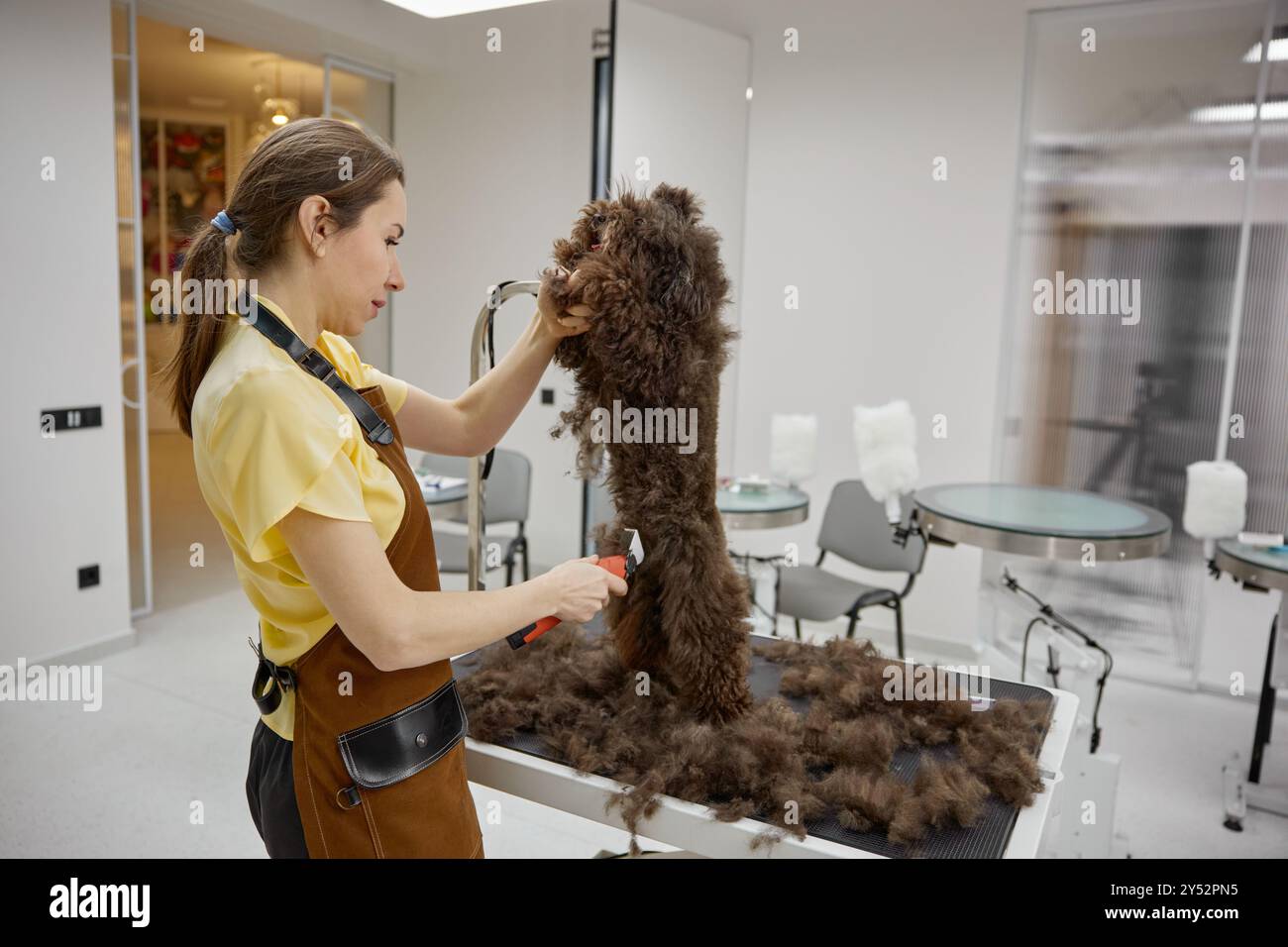 Cute fluffy dog enjoying happy grooming experience at pet salon Stock ...