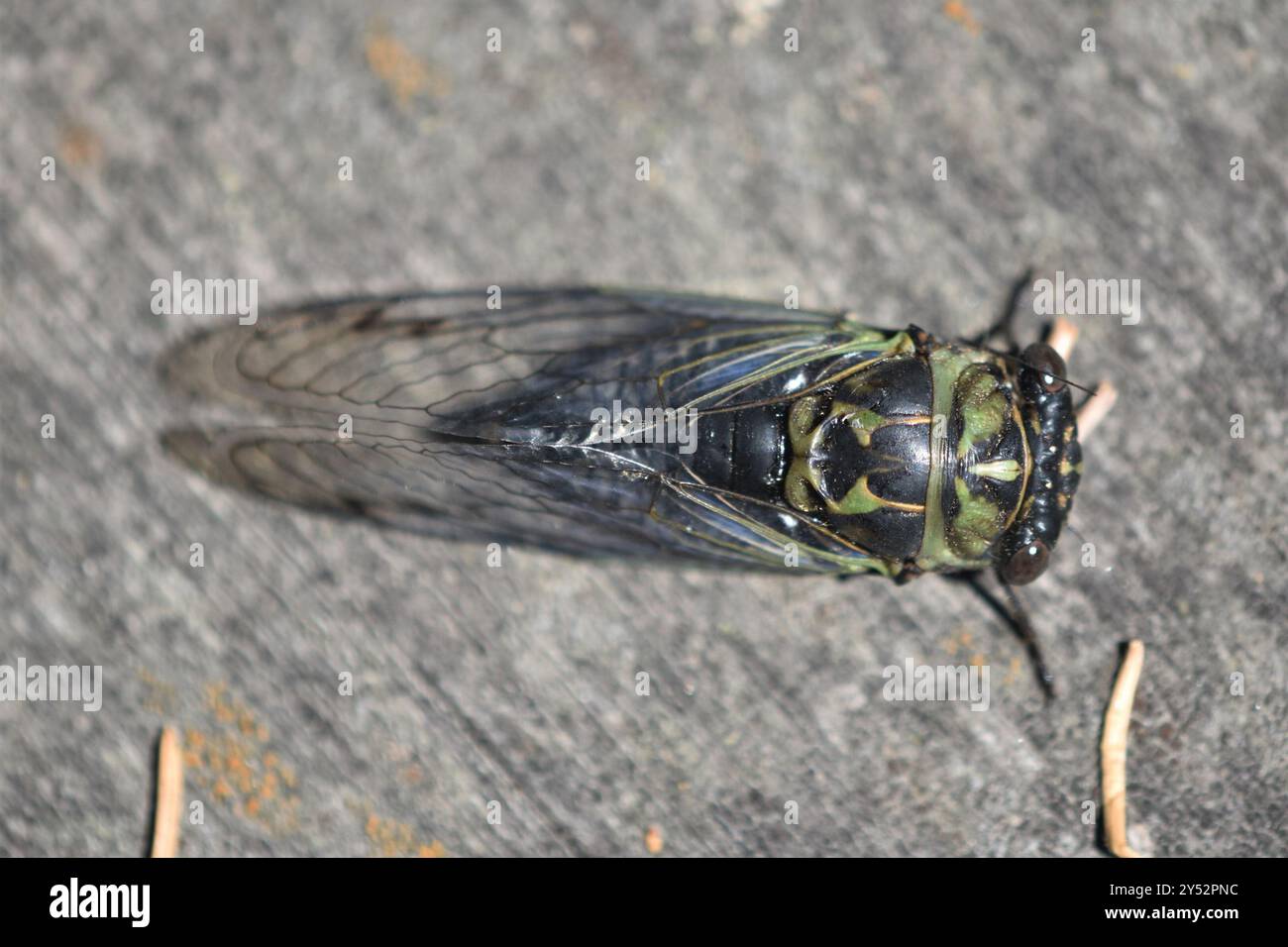 Northern Dog-day Cicada (Neotibicen canicularis) Insecta Stock Photo ...