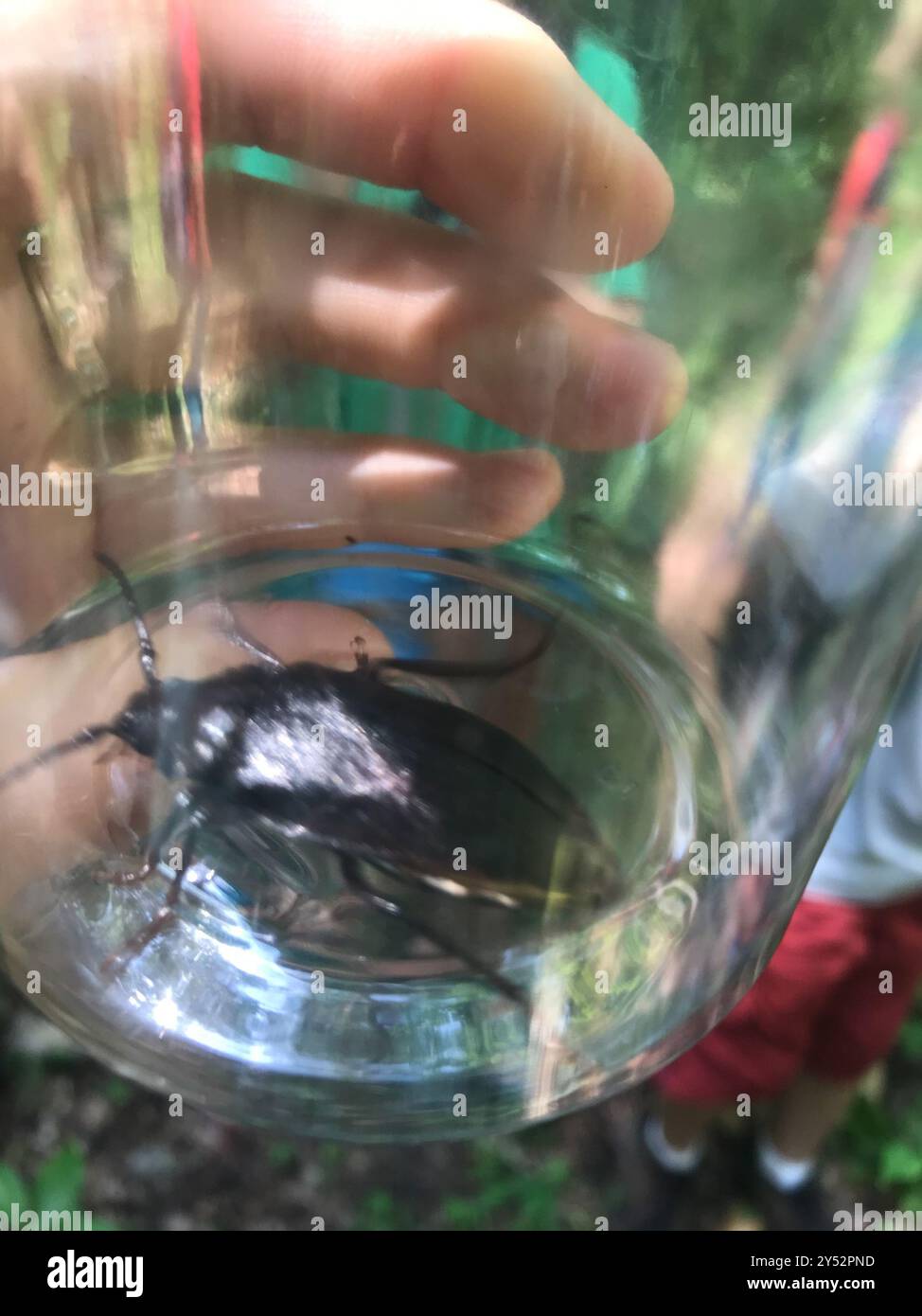 Broad-necked Root Borer (Prionus laticollis) Insecta Stock Photo - Alamy