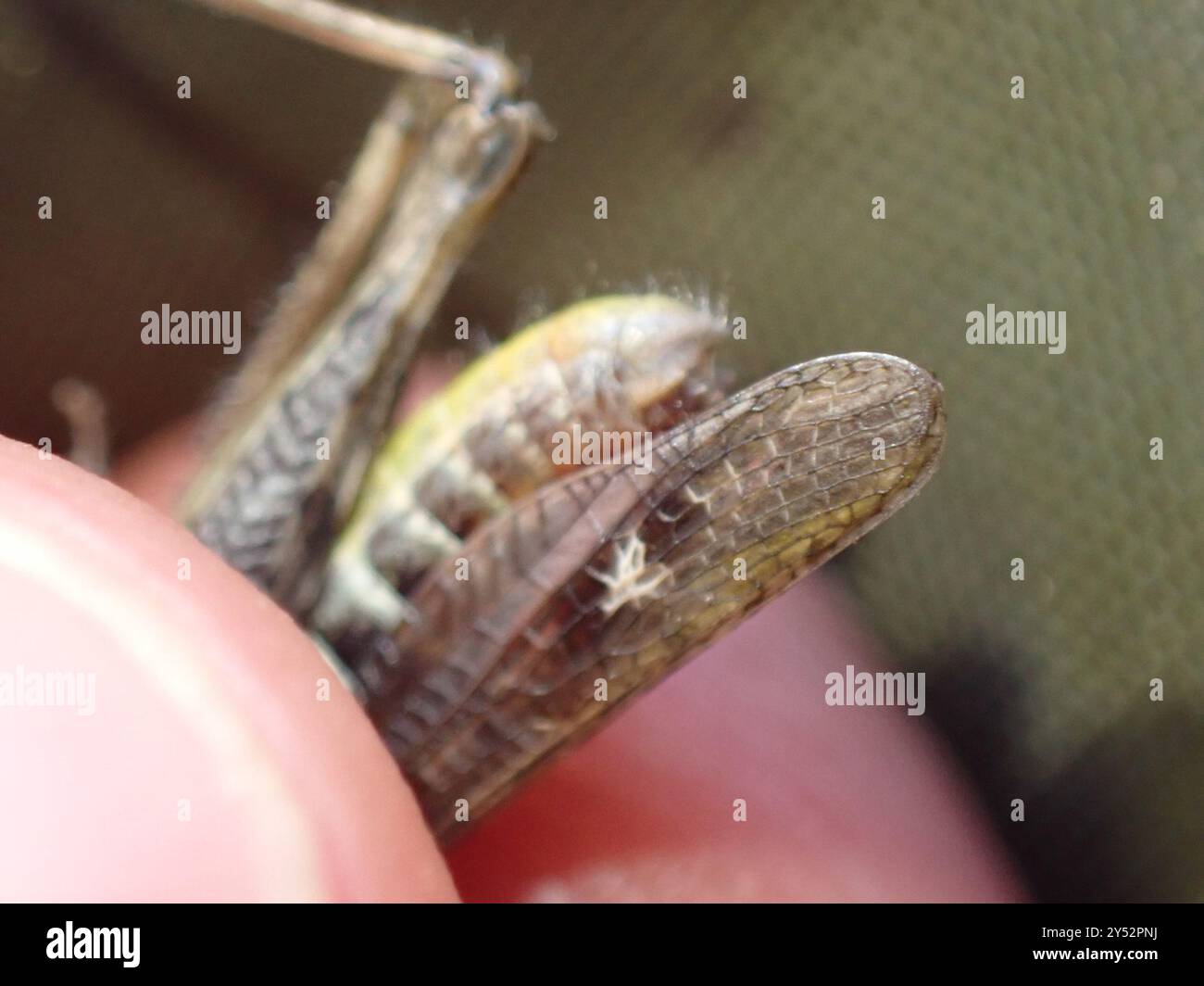 Bow-winged Grasshopper (Chorthippus biguttulus) Insecta Stock Photo - Alamy