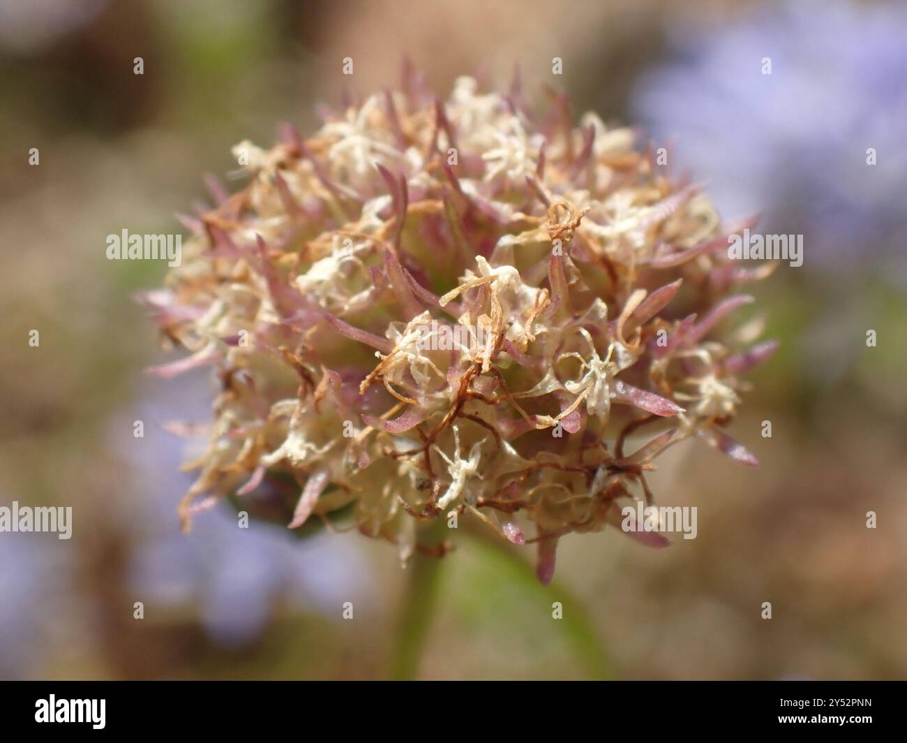 Sheep's-bit (Jasione montana) Plantae Stock Photo - Alamy