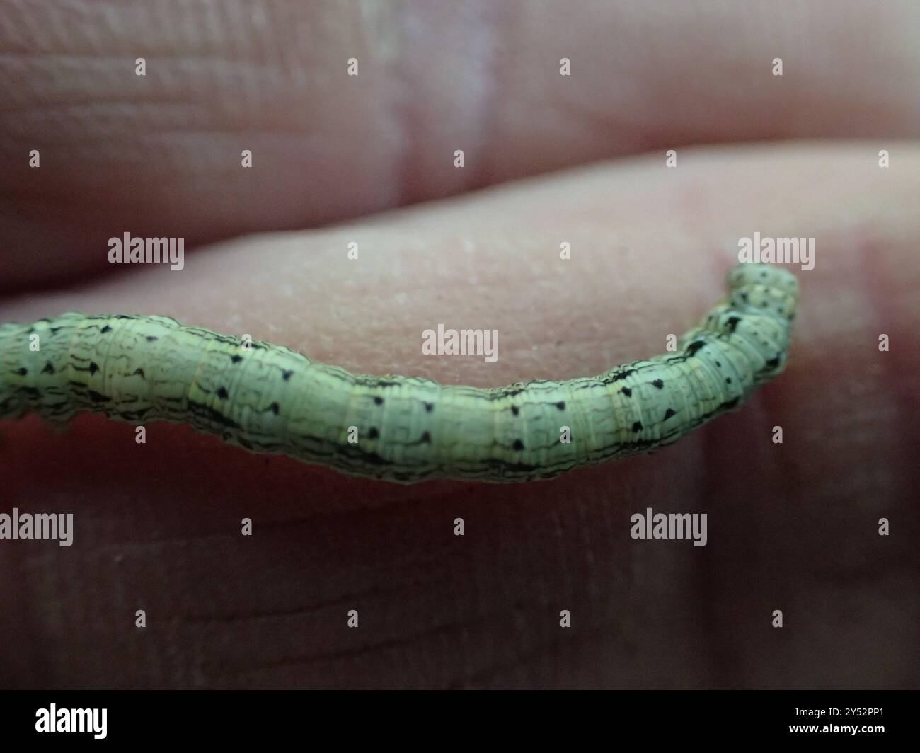 Fall Cankerworm Moth (Alsophila pometaria) Insecta Stock Photo - Alamy