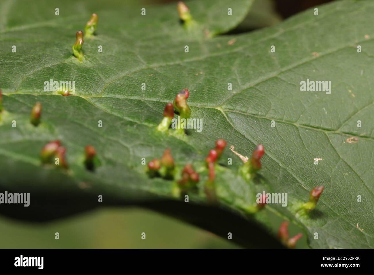 Maple gall mite (Aceria macrorhyncha) Arachnida Stock Photo - Alamy