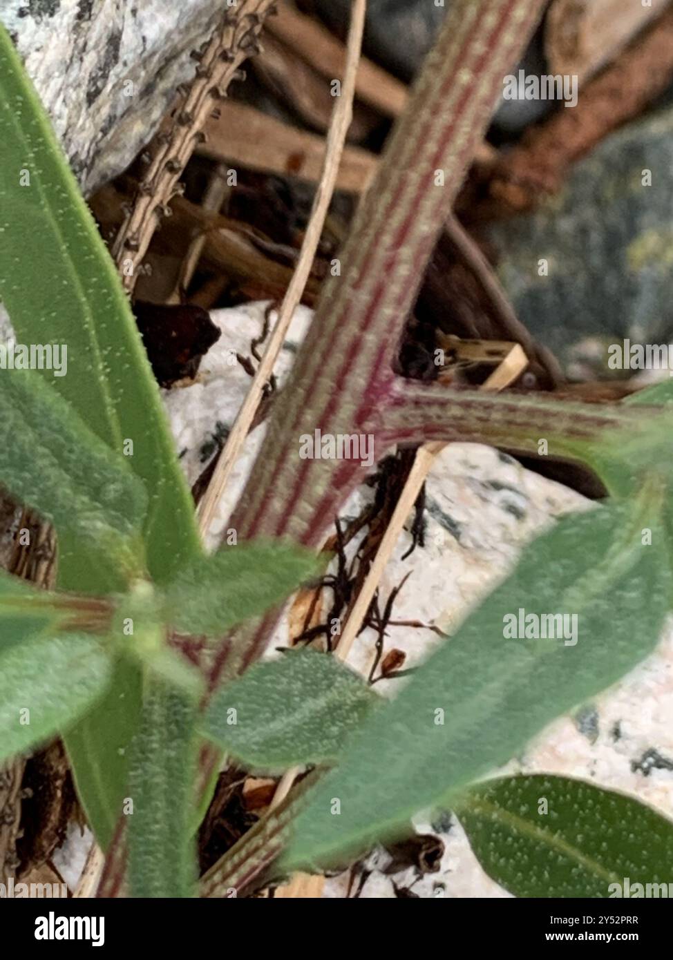 Saltbushes (Atriplex) Plantae Stock Photo - Alamy
