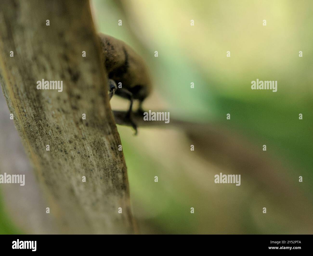 Lesser Knapweed Flower Weevil (Larinus minutus) Insecta Stock Photo - Alamy