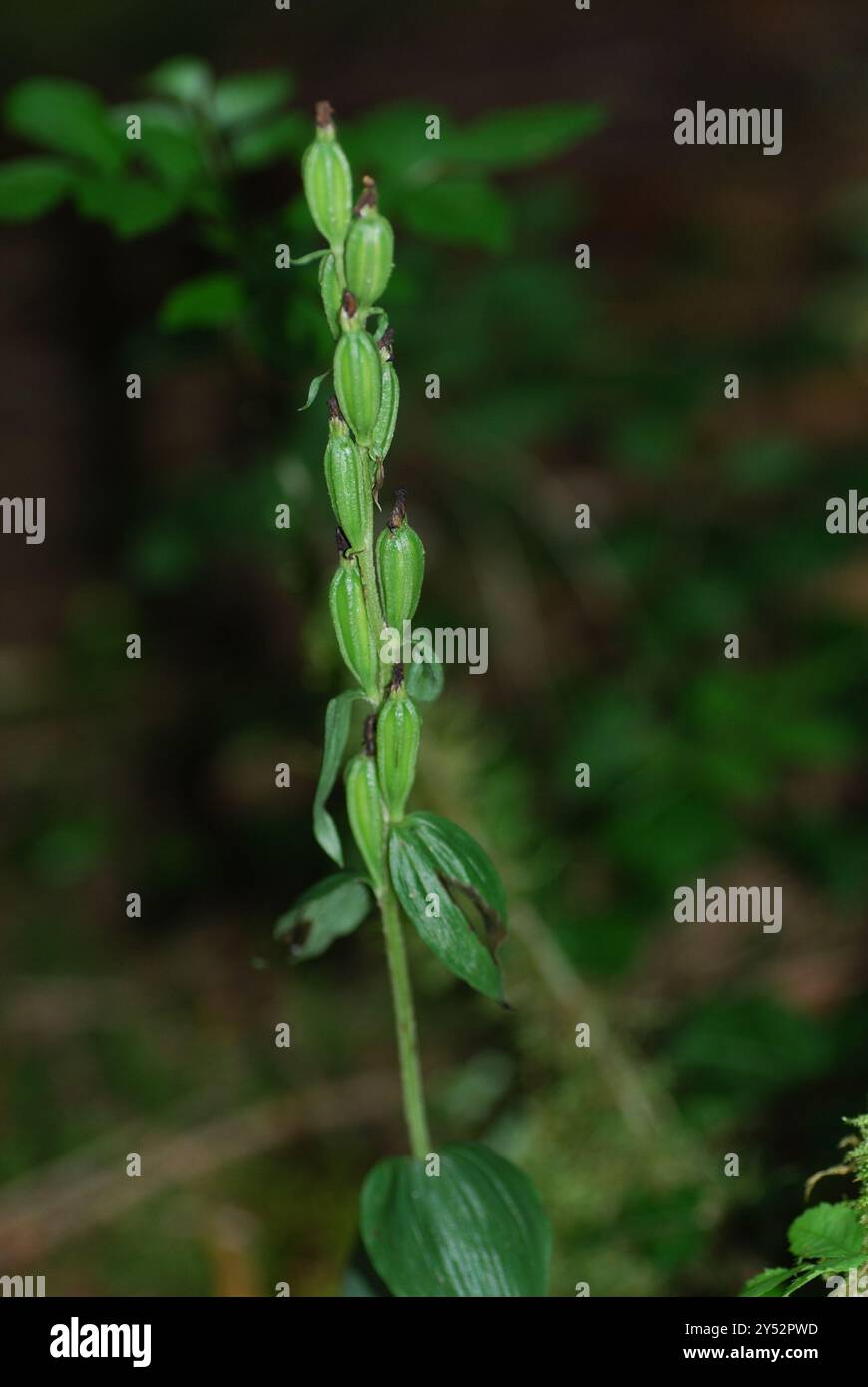 white helleborine (Cephalanthera damasonium) Plantae Stock Photo - Alamy